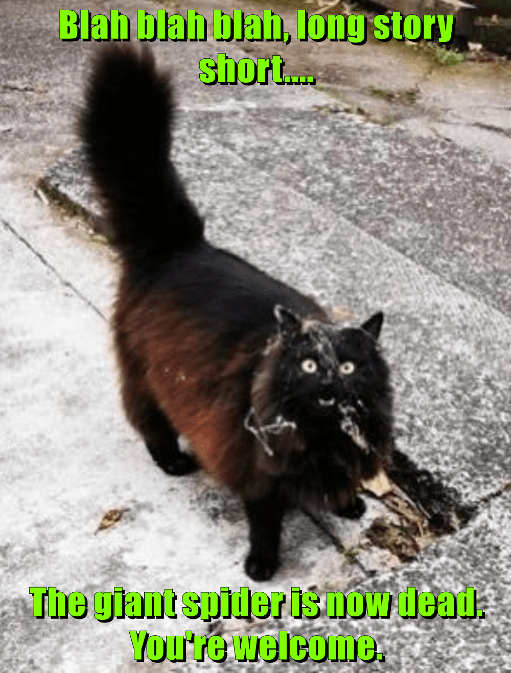 You're welcome. - Lolcats - lol | cat memes | funny cats | funny cat ...