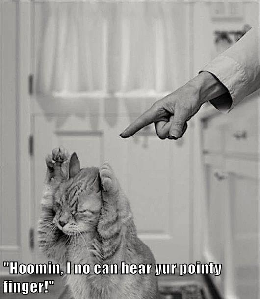 "Hoomin, I no can hear yur pointy finger!" - Lolcats - lol | cat memes ...