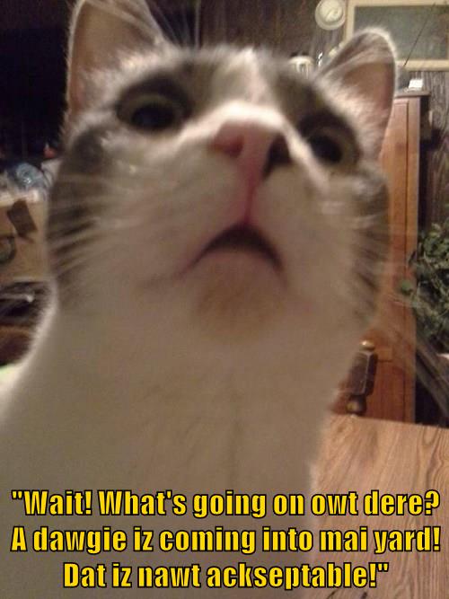 "Wait! What's going on owt dere?" - Lolcats - lol | cat memes | funny ...