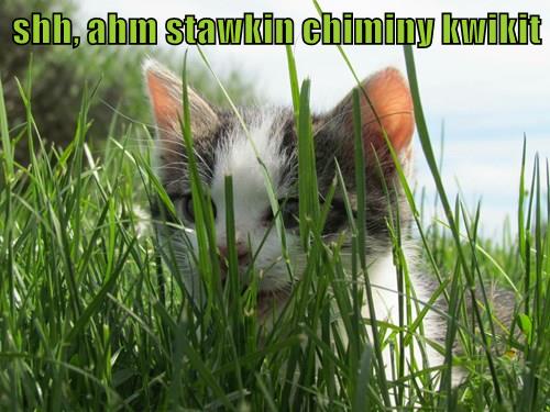 Shh - Lolcats - lol | cat memes | funny cats | funny cat pictures with ...