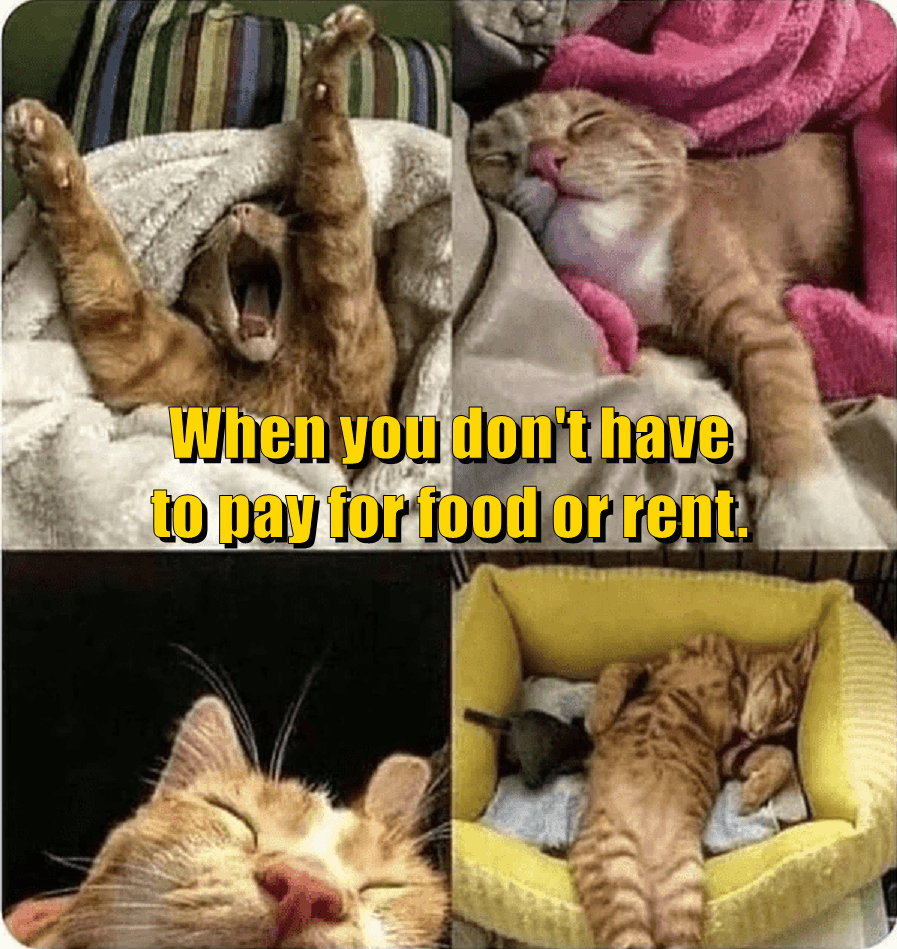 Carefree - Lolcats - lol | cat memes | funny cats | funny cat pictures with words on them ...