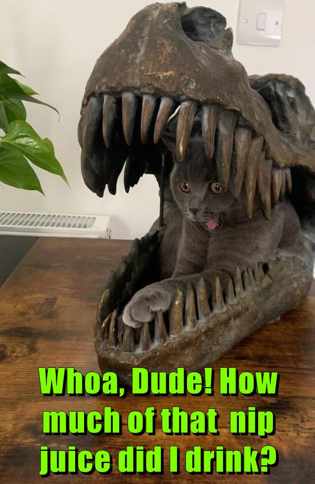 Whoa - Lolcats - lol | cat memes | funny cats | funny cat pictures with ...