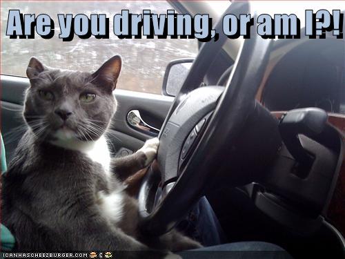 Are you driving, or am I?! - Lolcats - lol | cat memes | funny cats ...