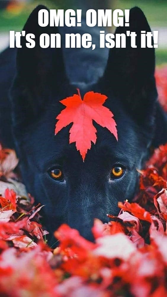 I Has A Hotdog - Page 6 - Funny Dog Pictures | Dog Memes | Puppy ...