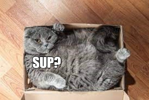 SUP? - Lolcats - lol | cat memes | funny cats | funny cat pictures with ...
