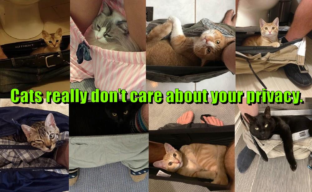 Cats really don’t care about your privacy. - Lolcats - lol | cat memes ...