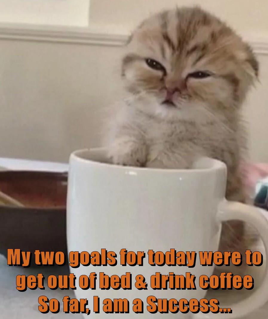 A Success... - Lolcats - lol | cat memes | funny cats | funny cat ...