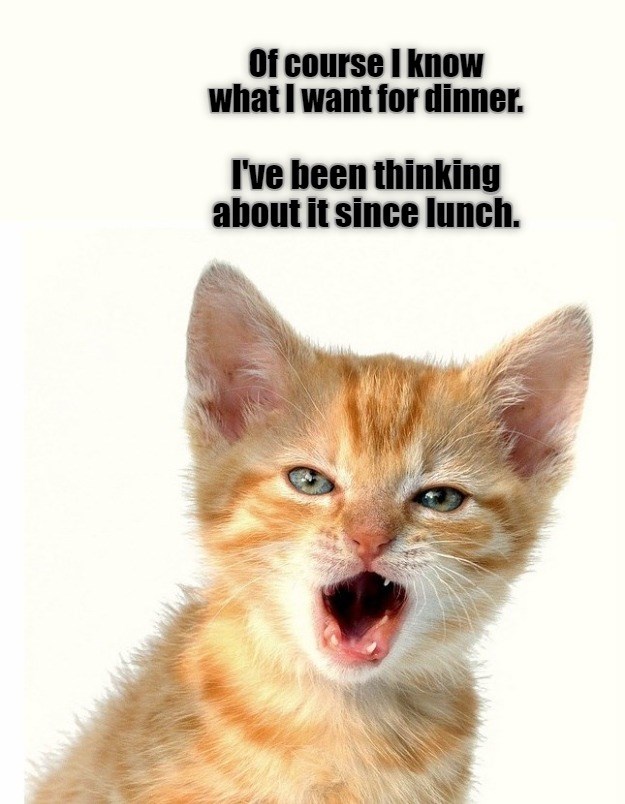 Well, Duh - Lolcats - lol | cat memes | funny cats | funny cat pictures ...