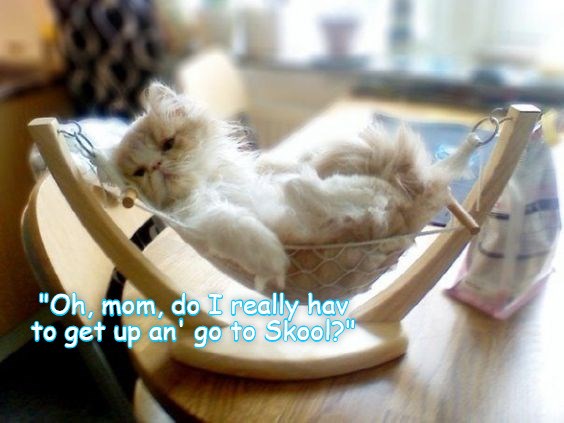 Life is so hard for Nathan.. (Not really) - Lolcats - lol | cat memes ...