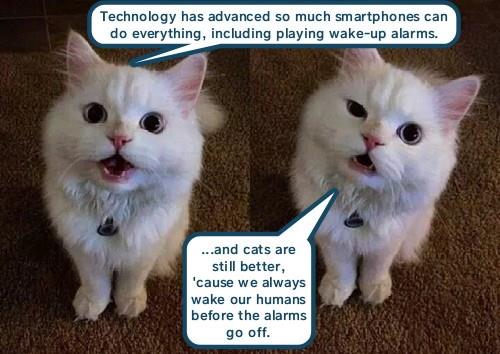 Cats > tech - Lolcats - lol | cat memes | funny cats | funny cat ...