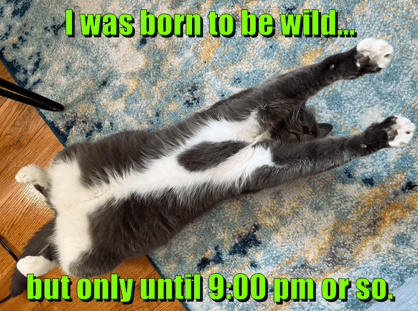 Born to be wild... - Lolcats - lol | cat memes | funny cats | funny cat ...