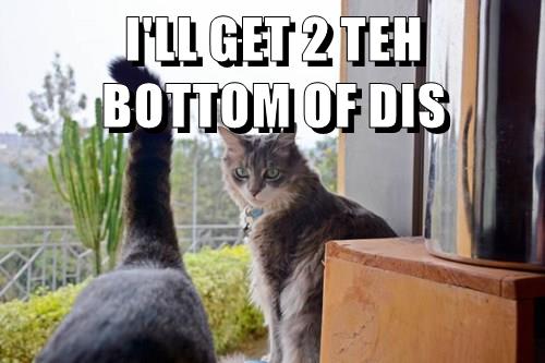 I'LL GET 2 TEH BOTTOM OF DIS - Lolcats - lol | cat memes | funny cats ...