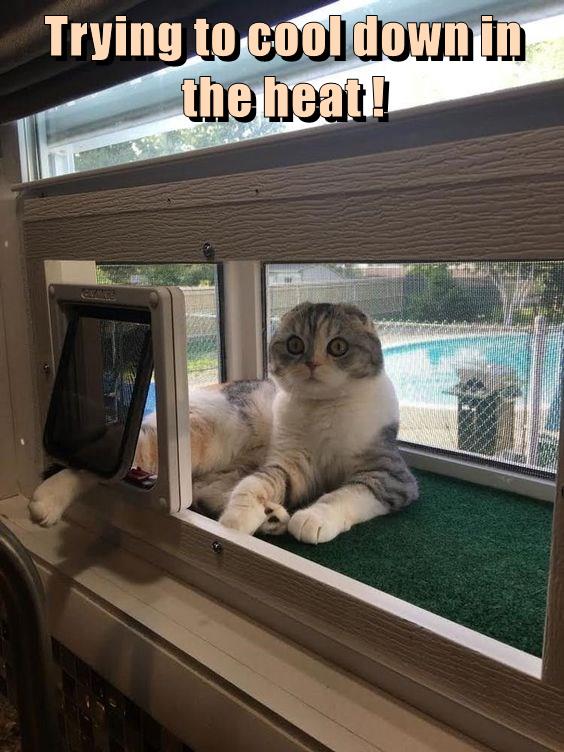 Trying to cool down in the heat ! - Lolcats - lol | cat memes | funny ...
