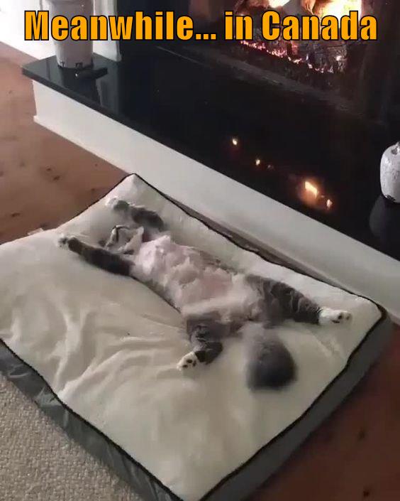 Meanwhile... in Canada - Lolcats - lol | cat memes | funny cats | funny ...