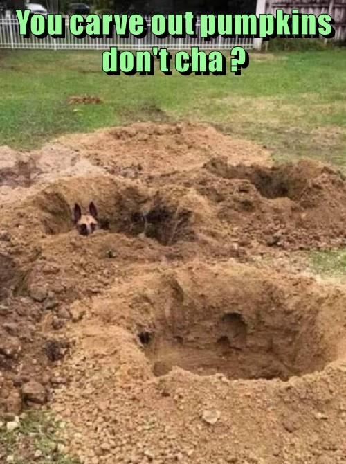 You carve out pumpkins don't cha ? - I Has A Hotdog - Dog Pictures ...