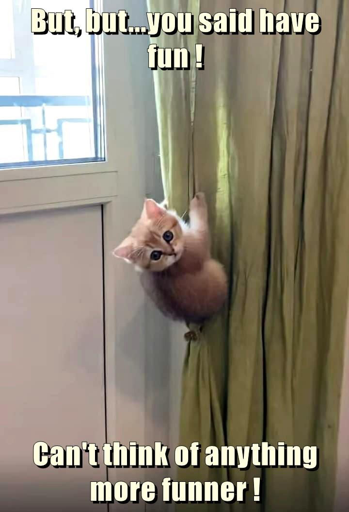 You said have fun ! - Lolcats - lol | cat memes | funny cats | funny ...