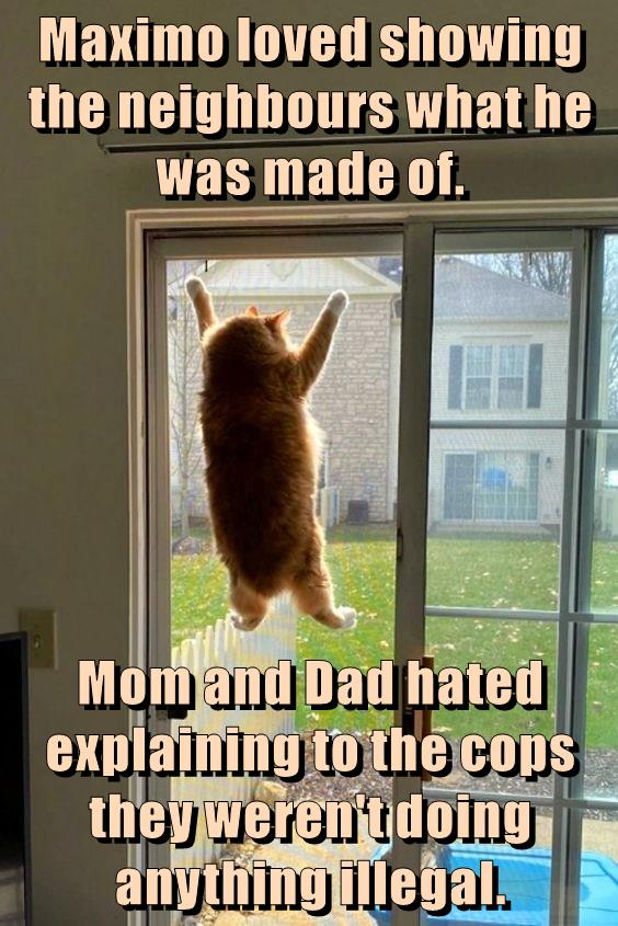 Maximo - Lolcats - lol | cat memes | funny cats | funny cat pictures ...