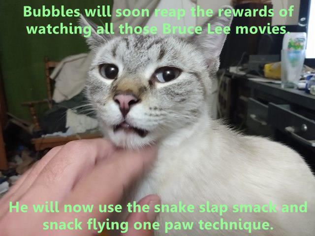 Watching and learning - Lolcats - lol | cat memes | funny cats | funny ...