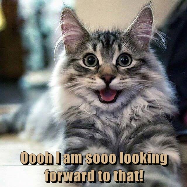 Looking forward - Lolcats - lol | cat memes | funny cats | funny cat ...