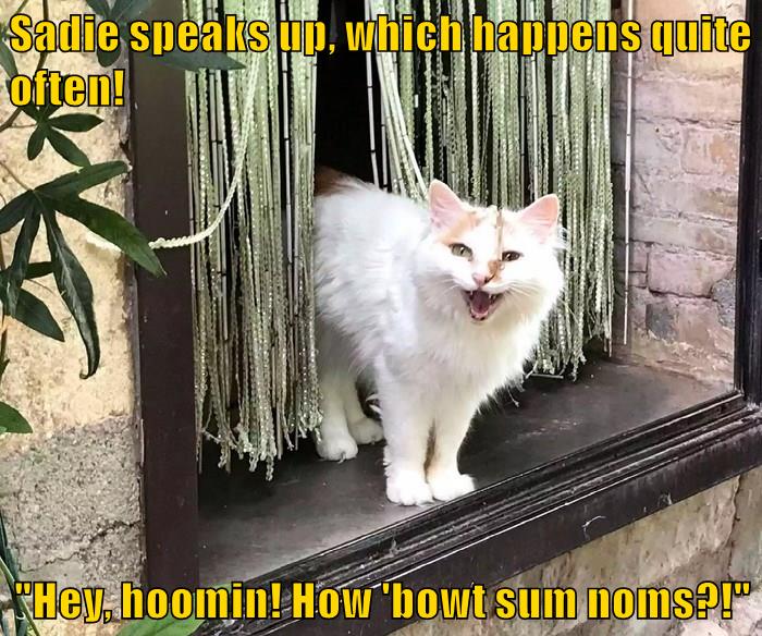 Sadie speaks up - Lolcats - lol | cat memes | funny cats | funny cat ...
