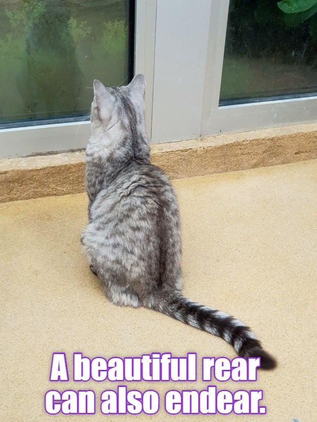 A Beautiful Rear Can Also Endear - Lolcats - lol | cat memes | funny ...