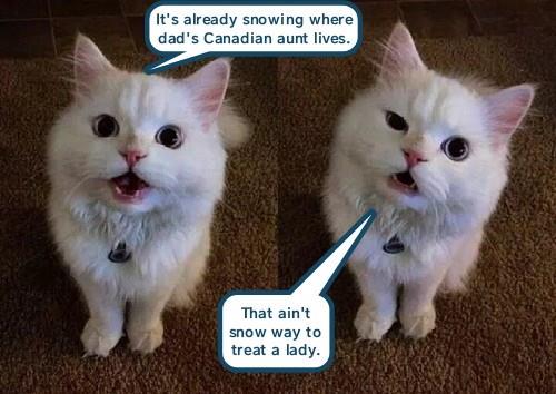 Too early - Lolcats - lol | cat memes | funny cats | funny cat pictures ...