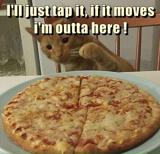 I'll just tap it, if it moves i'm outta here ! - Lolcats - lol | cat ...