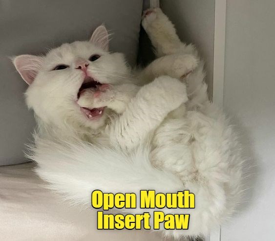 Animal Trash Talking - Lolcats - lol | cat memes | funny cats | funny ...