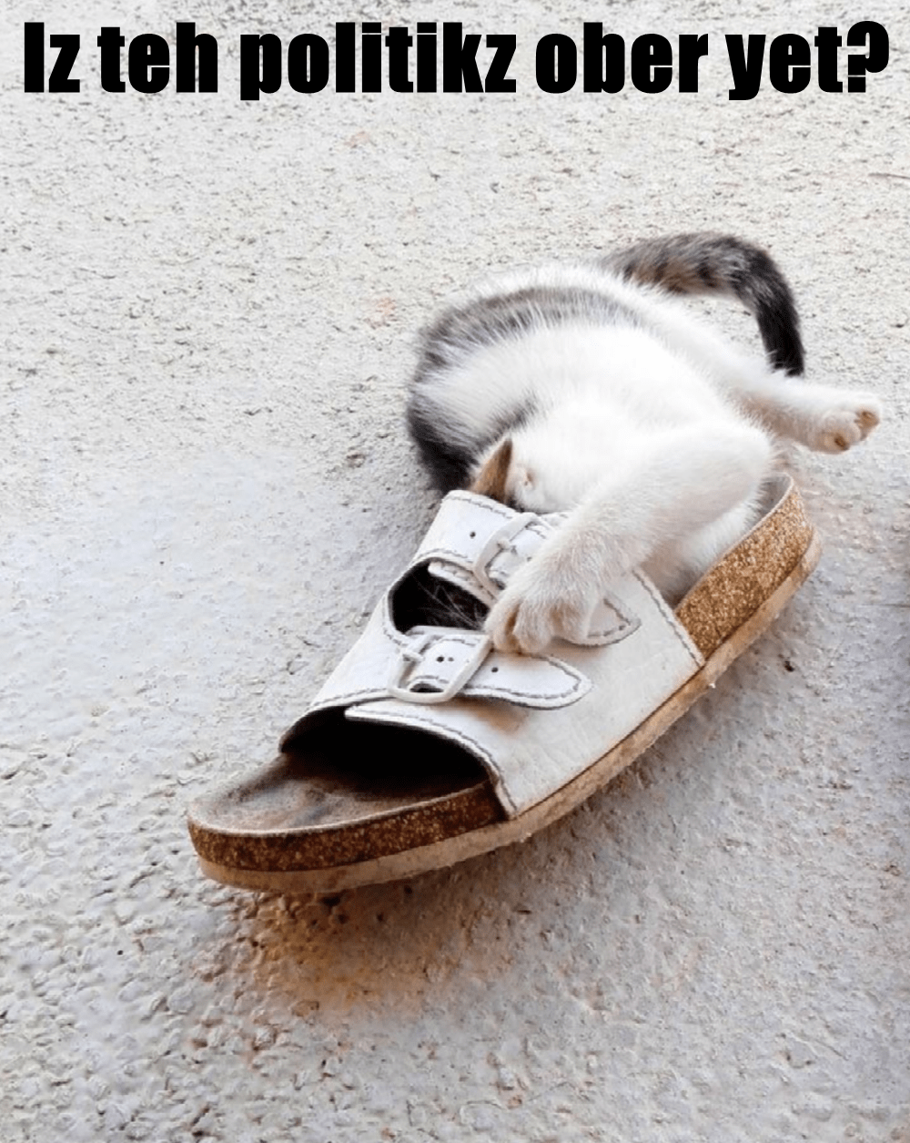 Iz teh politikz ober yet? - Lolcats - lol | cat memes | funny cats ...