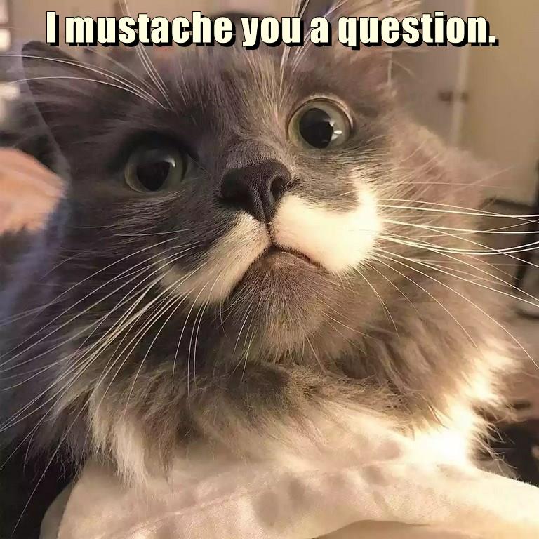 I mustache you a question. - Lolcats - lol | cat memes | funny cats ...