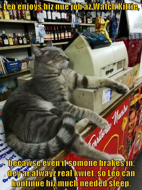 Leo - Lolcats - lol | cat memes | funny cats | funny cat pictures with ...