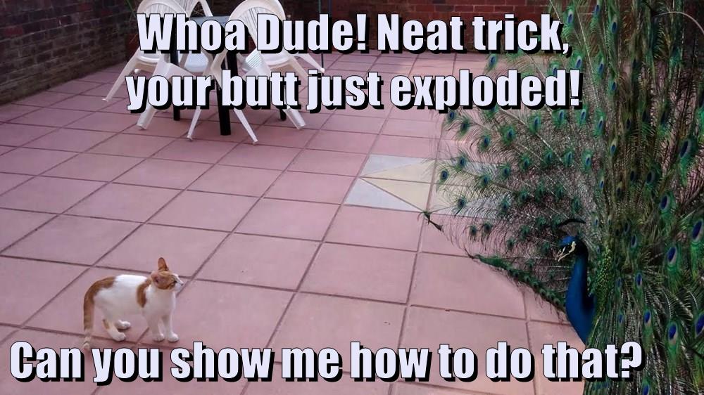 Whoa Dude! - Lolcats - lol | cat memes | funny cats | funny cat ...