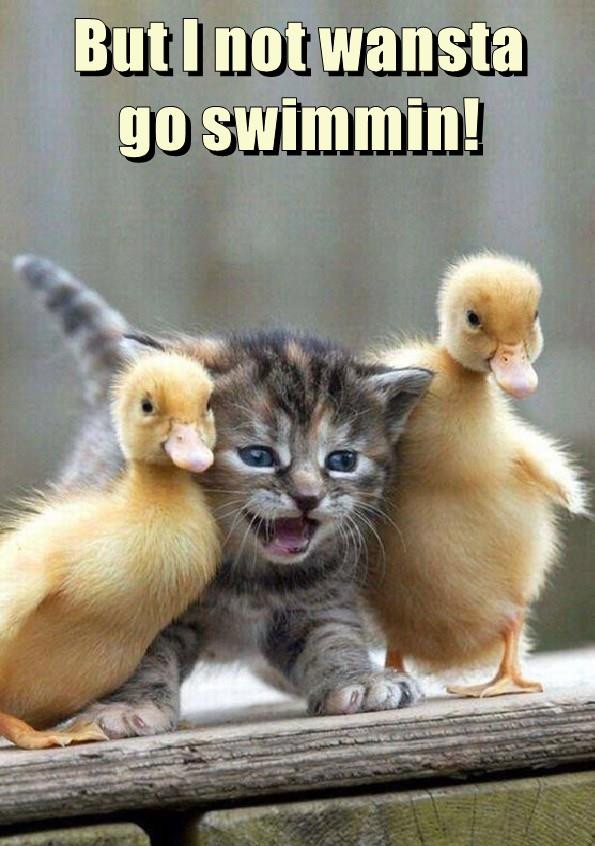 But... - Lolcats - lol | cat memes | funny cats | funny cat pictures ...