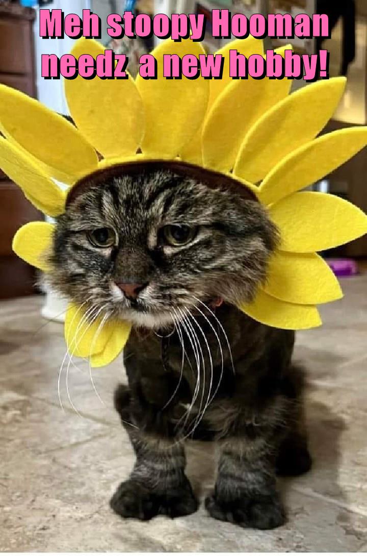 Meh stoopy Hooman needz a new hobby! - Lolcats - lol | cat memes ...