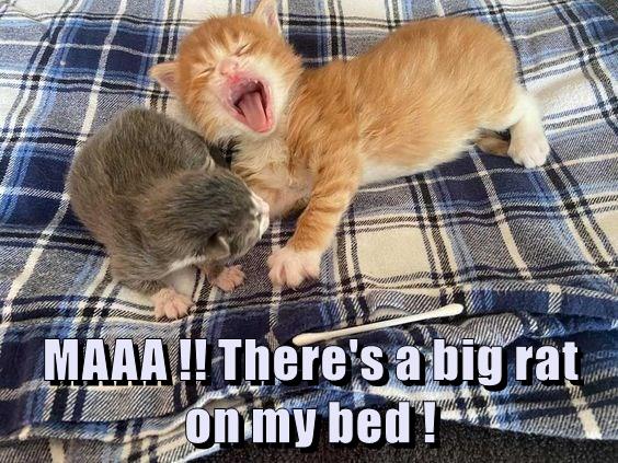 MAAA !! - Lolcats - lol | cat memes | funny cats | funny cat pictures ...