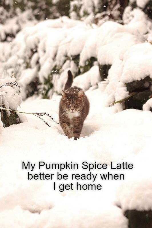 It's Cold Out - Lolcats - lol | cat memes | funny cats | funny cat ...