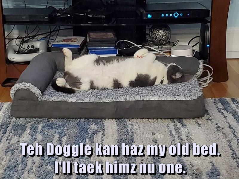 Teh Doggie kan haz my old bed - Lolcats - lol | cat memes | funny cats | funny cat pictures with ...