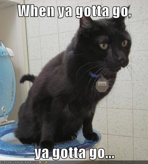 When ya gotta go, ya gotta go... - Lolcats - lol | cat memes | funny ...