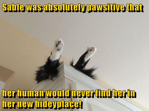 Sable - Lolcats - lol | cat memes | funny cats | funny cat pictures ...