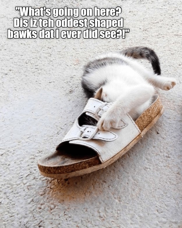 Not all kitties are proficient in recognizing various geometric shapes ...