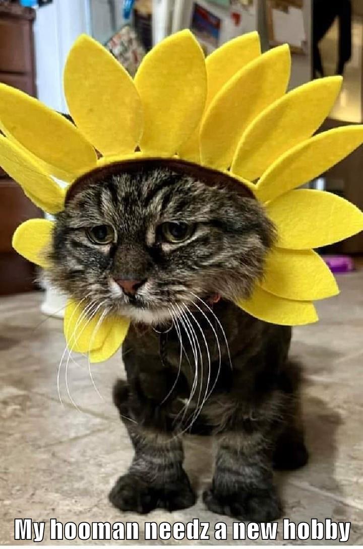 My hooman needz a new hobby - Lolcats - lol | cat memes | funny cats ...