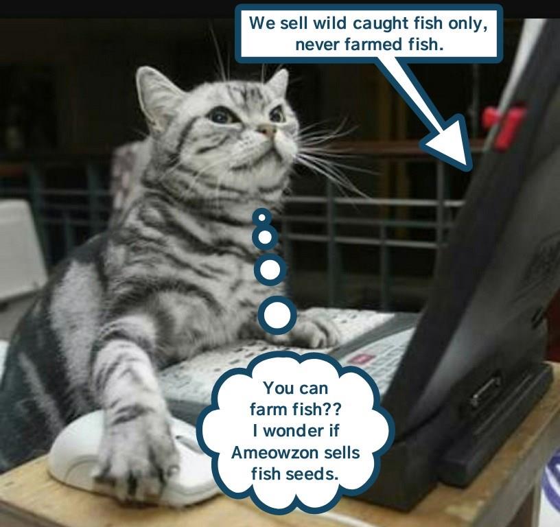 Go fish - Lolcats - lol | cat memes | funny cats | funny cat pictures ...