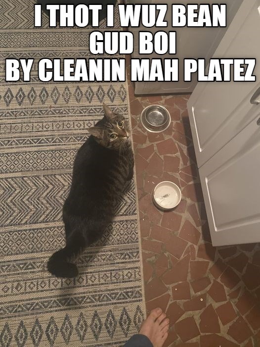 Untitled - Lolcats - lol | cat memes | funny cats | funny cat pictures ...