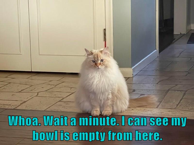 Whoa. Wait a minute. I can see my bowl is empty from here. - Lolcats ...