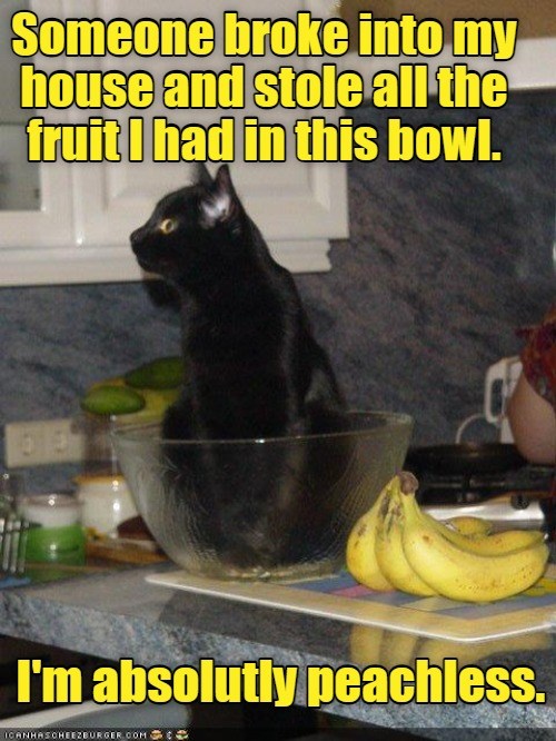 Plus, I don't know what to say. - Lolcats - lol | cat memes | funny ...