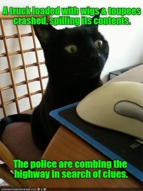 A very hairy situation indeed. - Lolcats - lol | cat memes | funny cats | funny cat pictures ...