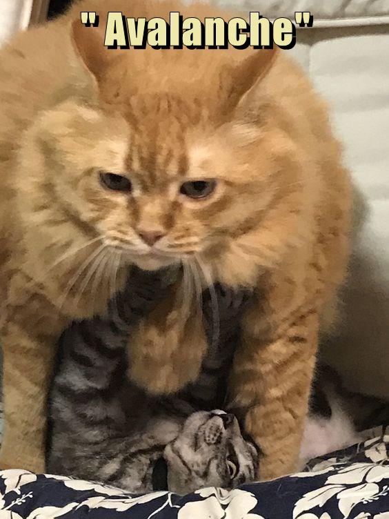 " Avalanche" - Lolcats - lol | cat memes | funny cats | funny cat ...