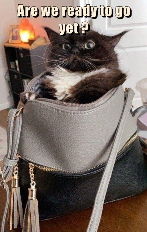 Are we ready to go yet ? - Lolcats - lol | cat memes | funny cats ...