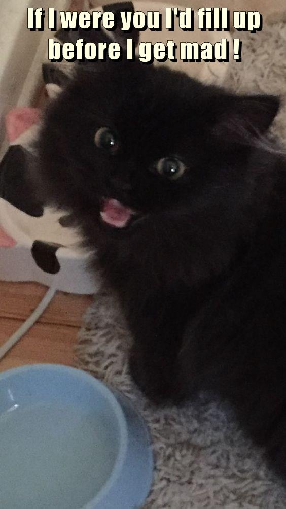 If I were you I'd fill up before I get mad ! - Lolcats - lol | cat ...