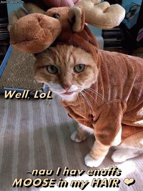 nau I hav enuffs MOOSE in my HAIR - Lolcats - lol | cat memes | funny ...